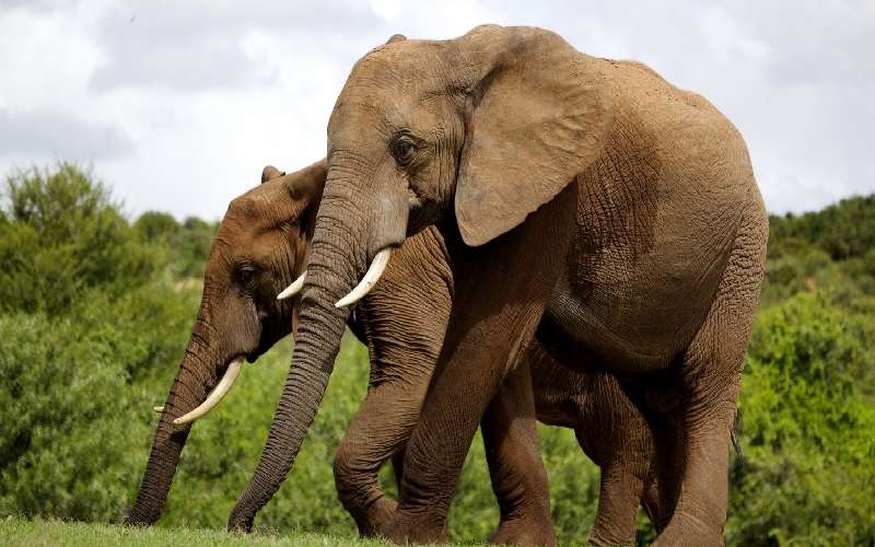 Mpongo Game Reserve, Macleantown, East London