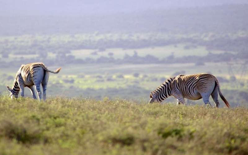 Mpongo Game Reserve, Macleantown, East London