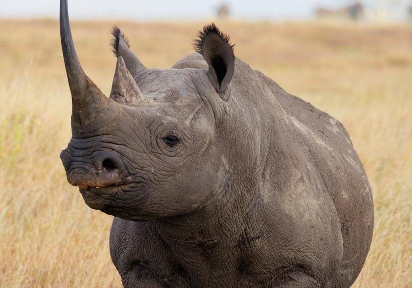Nambiti House, Nambiti Private Game Reserve
