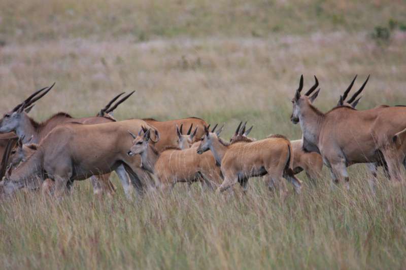 Pitse Lodge, Welgevonden Game Reserve, South Africa