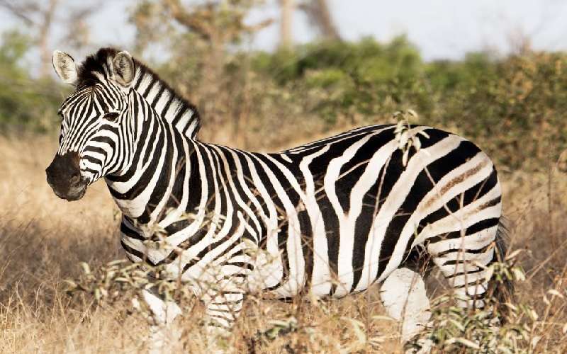 Pretoriuskop Restcamp, Kruger National Park, South Africa