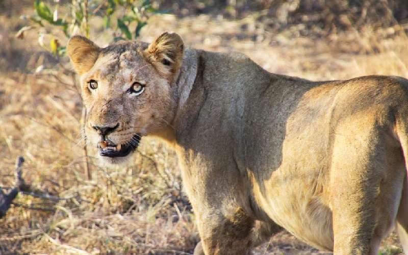 Pretoriuskop Restcamp, Kruger National Park, South Africa