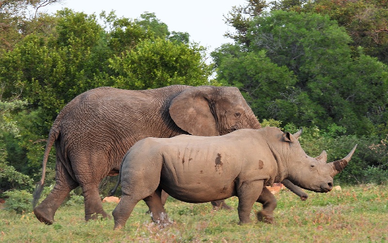 Royal Morubisi Founders Lodge