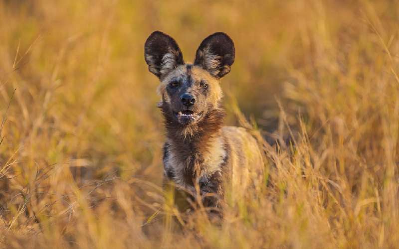 Saguni Safari Lodge, Okavango Delta, Botswana