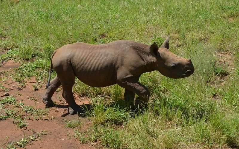 Saruni Rhino Lodge, Sera Conservancy, Kenya
