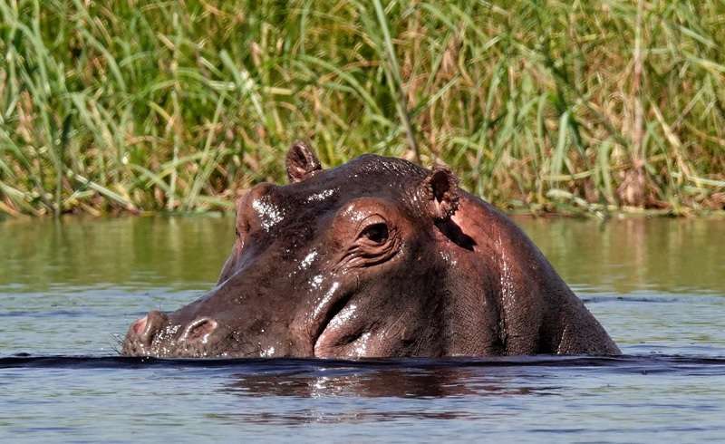Setari Camp, Okavango Delta in Botswana