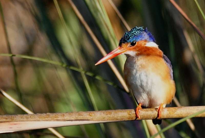 Setari Camp, Okavango Delta in Botswana
