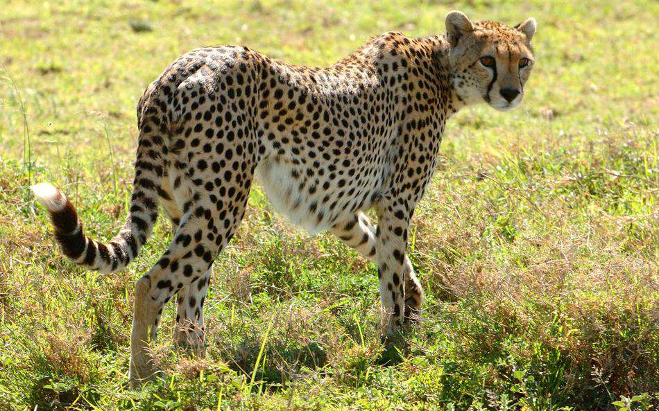 Pafuri Border Rest Camp, Kruger National Park, South Africa