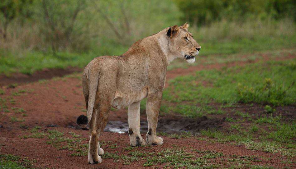 Orpen Rest Camp, Kruger National Park, South Africa