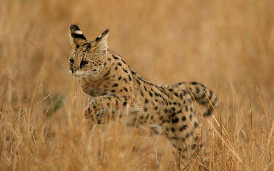Pafuri Border Rest Camp, Kruger National Park, South Africa