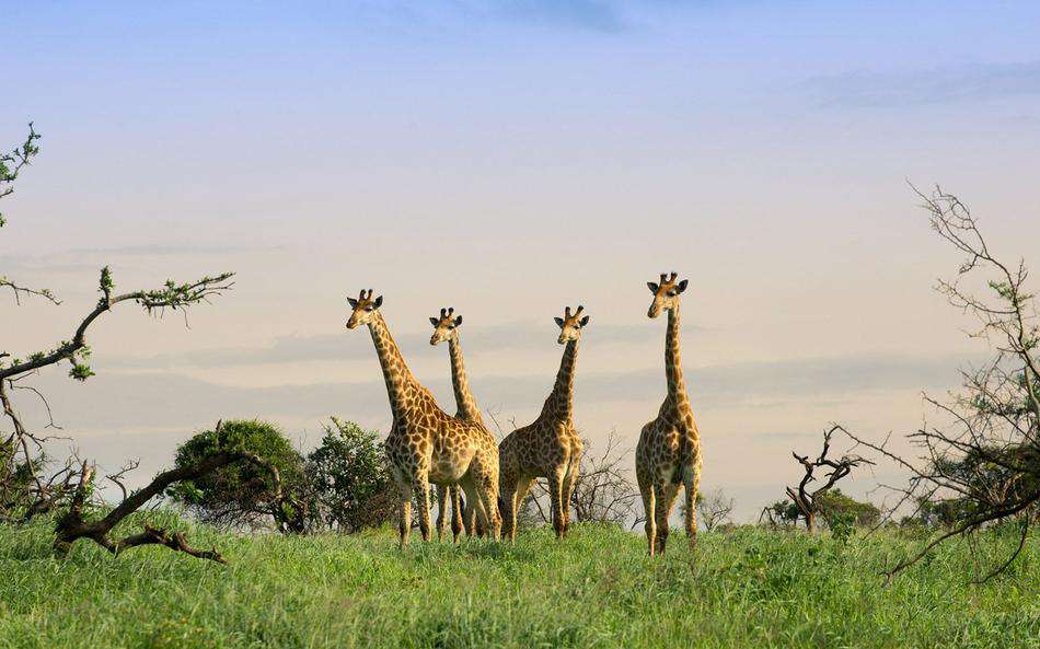 Pafuri Border Rest Camp, Kruger National Park, South Africa