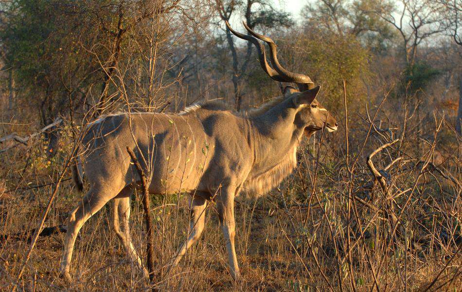 Punda Maria Rest Camp, Kruger National Park, South Africa