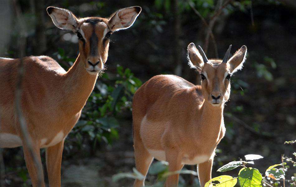 Orpen Rest Camp, Kruger National Park, South Africa