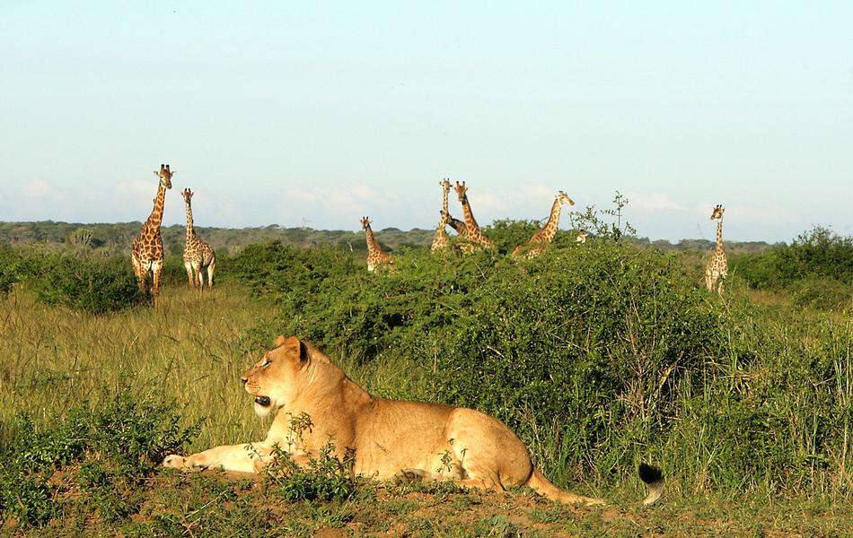 Pafuri Border Rest Camp, Kruger National Park, South Africa