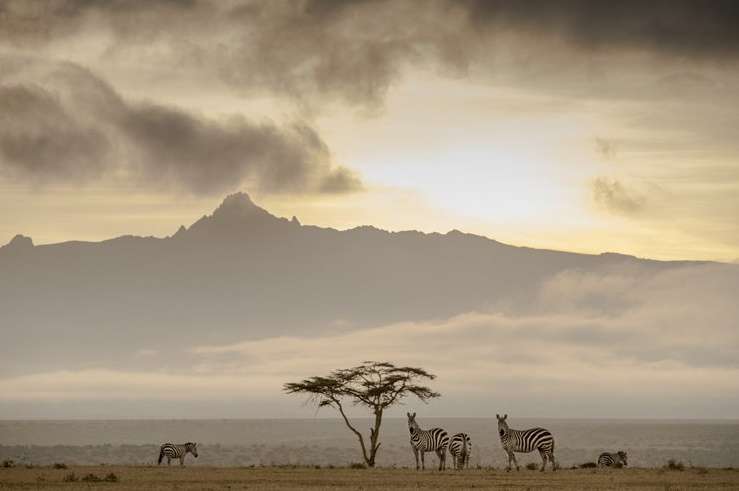 Safari Collection Kenya Photographic Journey