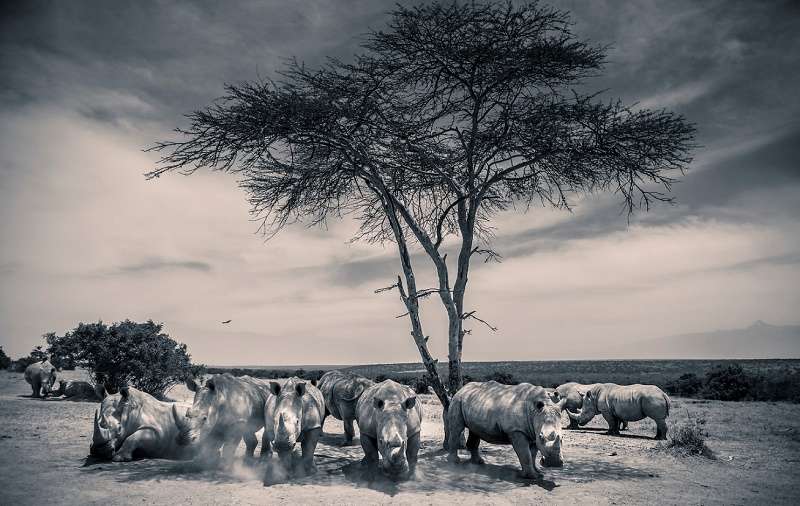 Safari Collection Kenya Photographic Journey