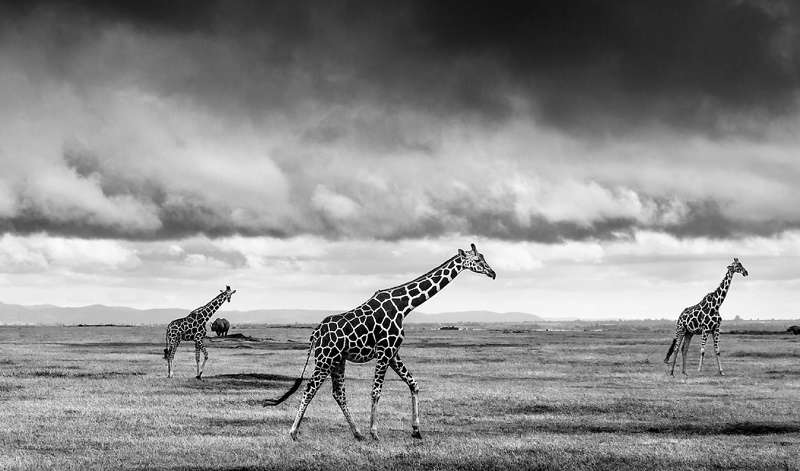 Safari Collection Kenya Photographic Journey