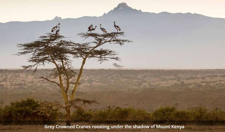 The Safari Collection Kenya Safari Teaser Journey