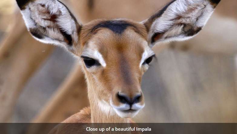 The Safari Collection Kenya Safari Teaser Journey