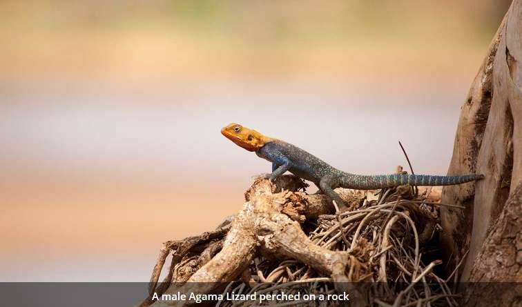 The Safari Collection Kenya Safari Teaser Journey