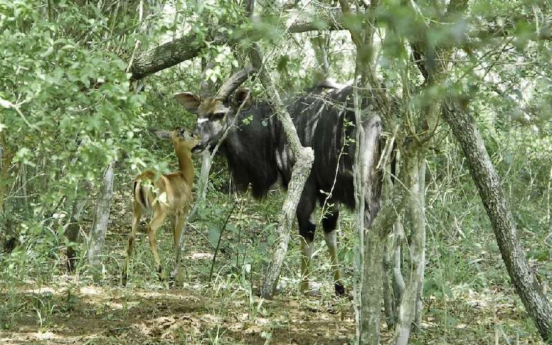 Umkhumbi Lodge, Kuleni Game Park, Hluhluwe