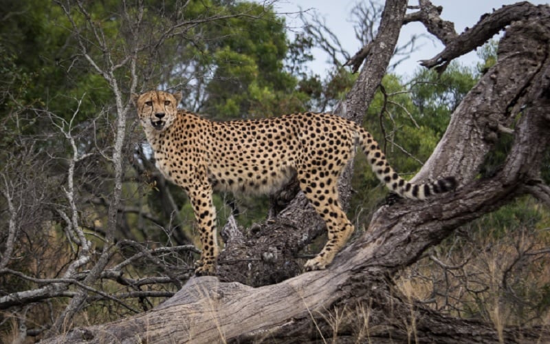 Sandringham Private Game Reserve