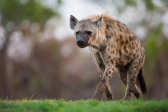 Sandringham Private Game Reserve