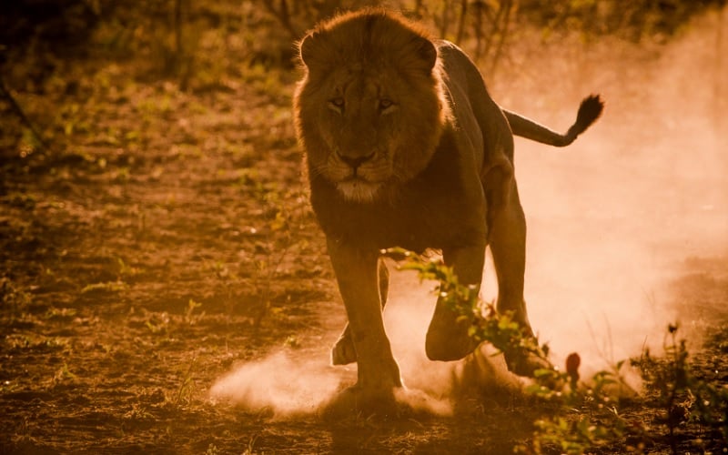 Sandringham Private Game Reserve